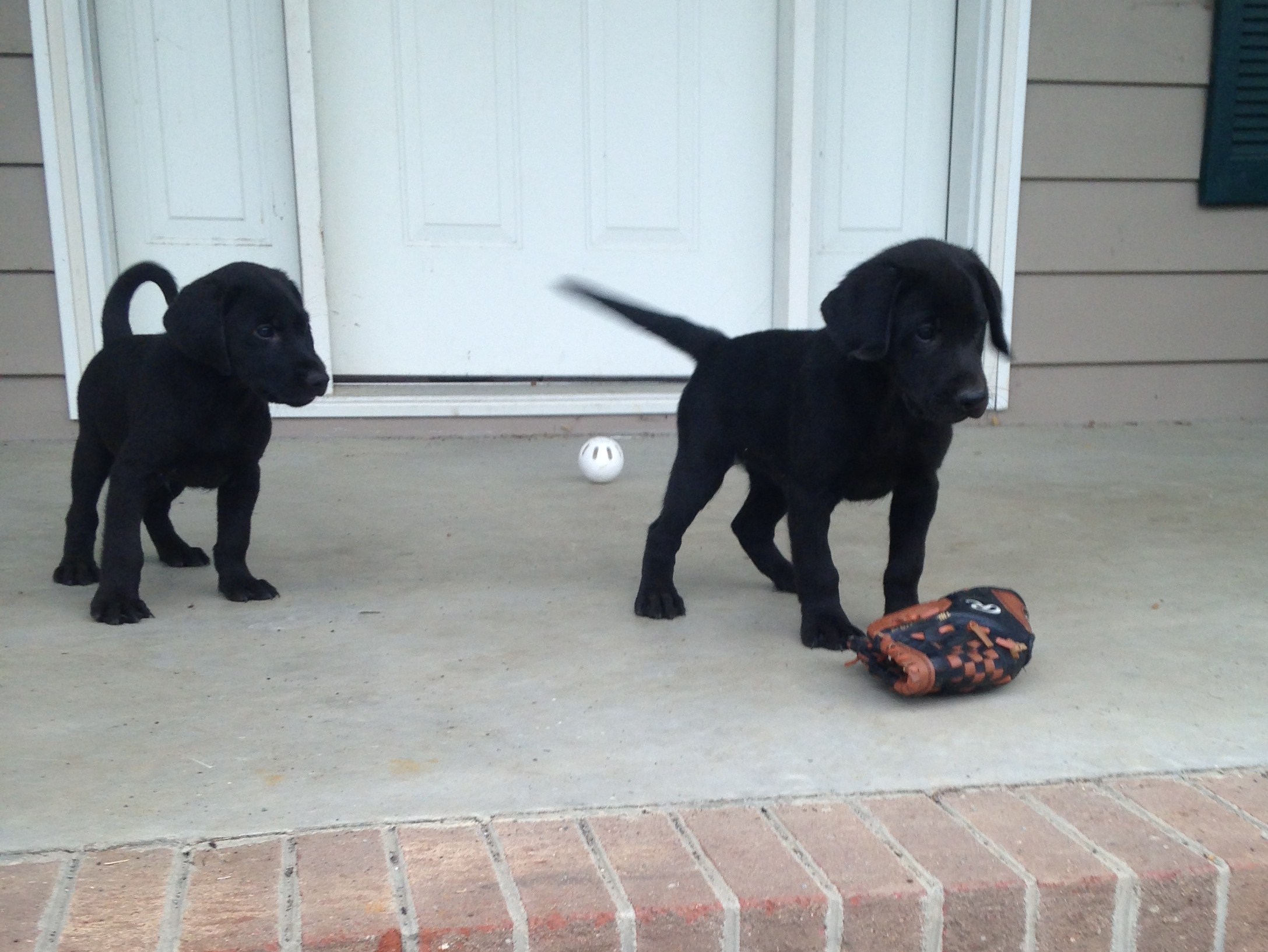 Labrador Retriever Puppies For Sale :: Professionally Bred by Cedar ...